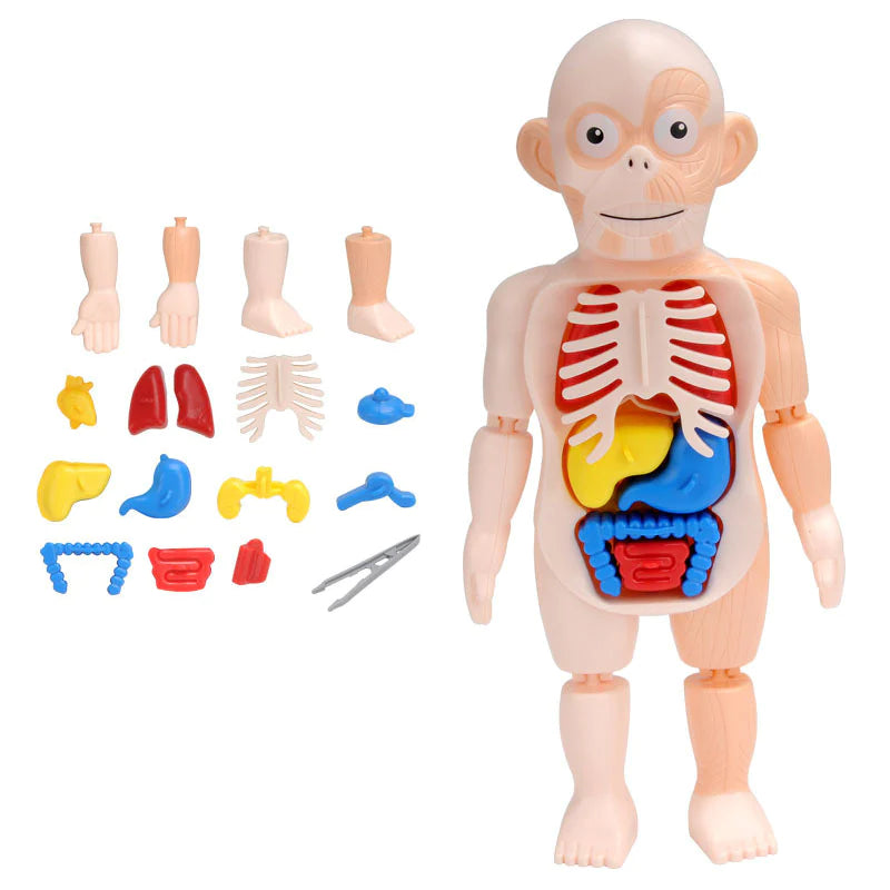 Montessori Human Body Organs Puzzle for Kids: A Journey into Learning ...